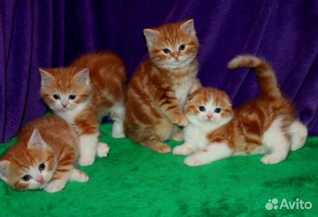 Классные красные шотландские котята