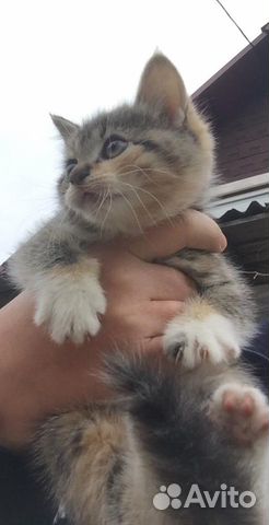 Милая кошечка