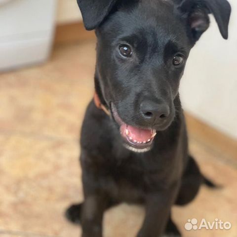 Щенок метис лабрадора