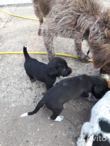 Дратхаар курцхаар