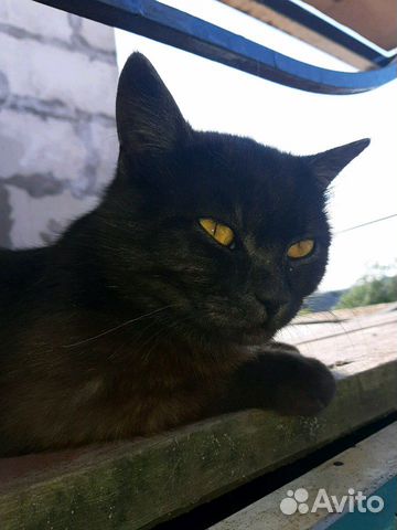 Котёнок Марсик