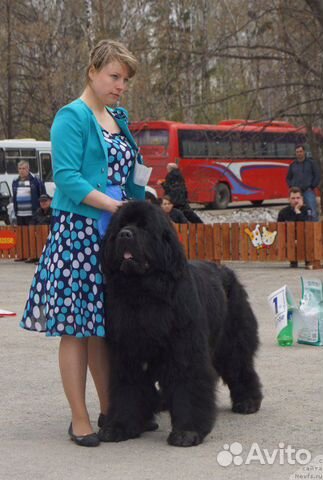 Кобель для вязки