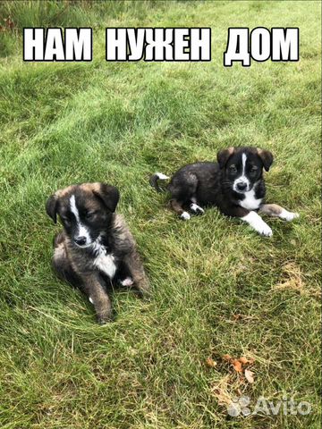 Щенки карапузы
