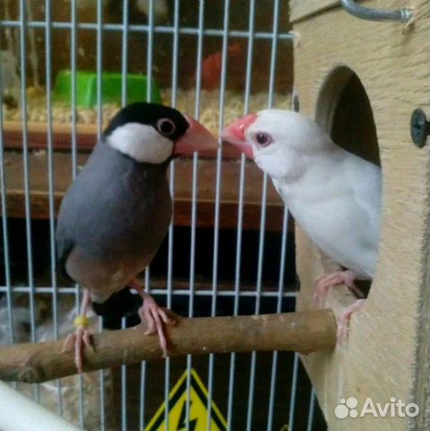 Амадины рисовые