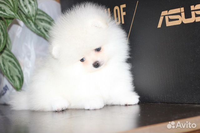 Соболята и кремики, девочки и мальчики