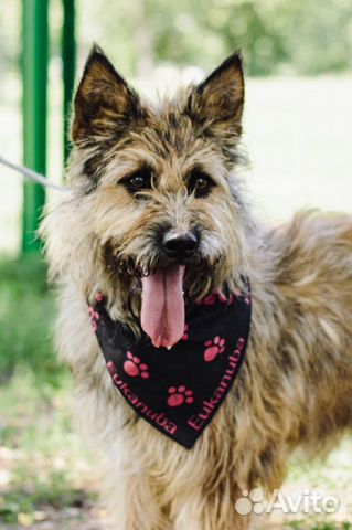 Молодая собака-девочка Кира. В дар