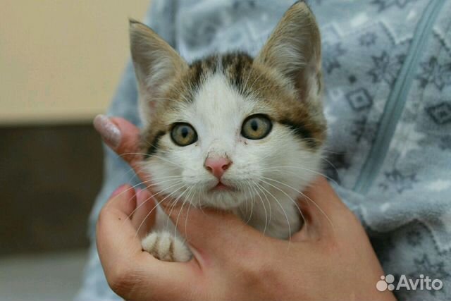 Чудесный котенок в добрые руки