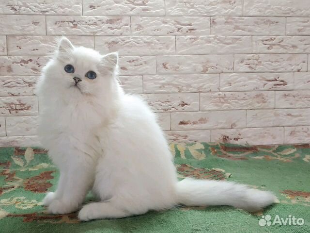 Британский котик длинношерстный