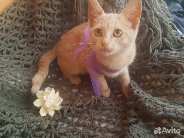 Ласковый Марсик в поисках дома