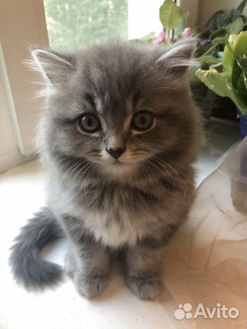 Британский котёнок