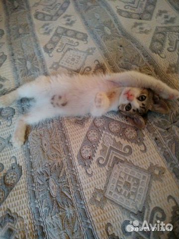 Котенок