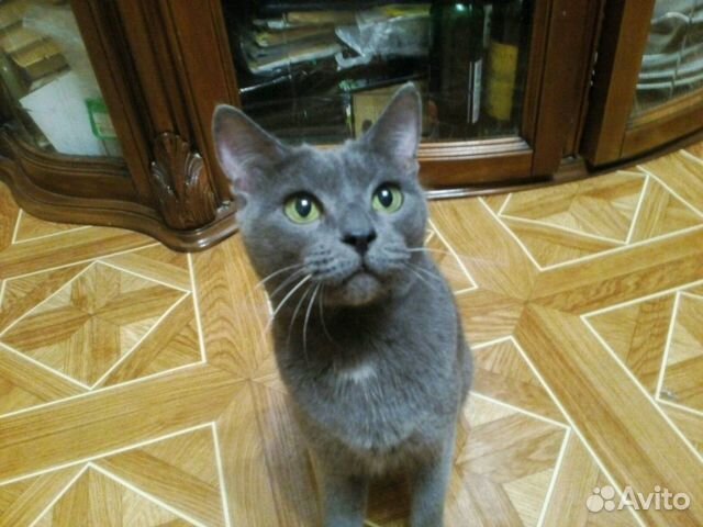 Отдам кошку в хорошие руки