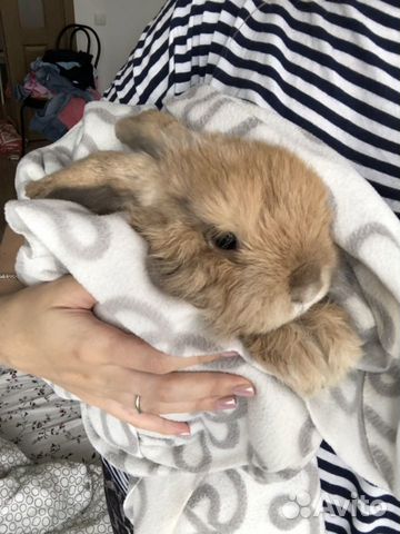 Вислоухий кролик