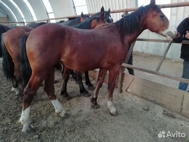 Жеребец - Русский тяжеловоз