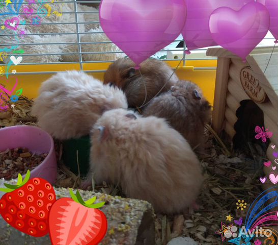 Маленькие домашние сирийские хомяки