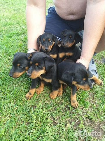 Щенки Ягтерьера