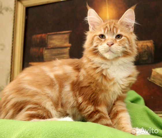 Прелестная Прелесть