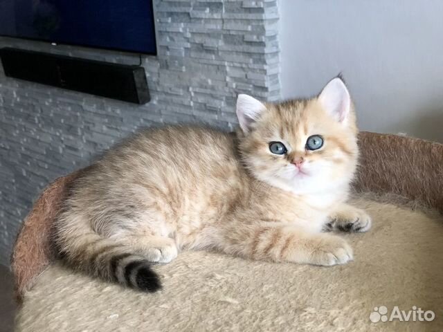 Породистая британка золотого окраса