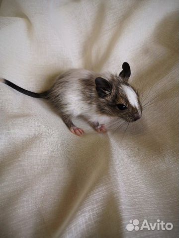 Чилийская белочка дегу