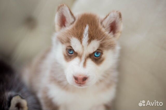 Девочка Рыжуля Плюшевая