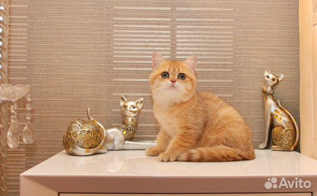 Золотая шиншилла девочка Tutti