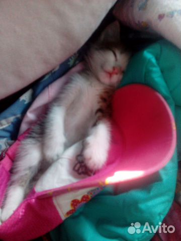 Котёнок 1,5 мес мальчик