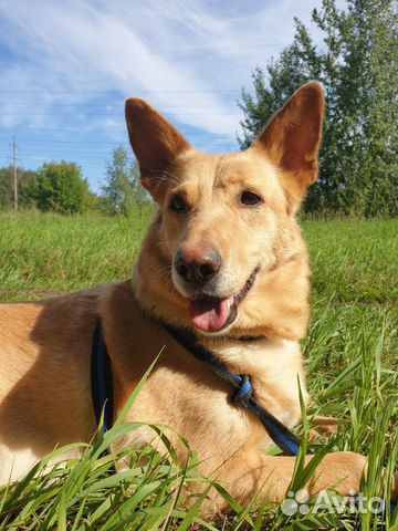 Рыжий нос Перси ищет дом