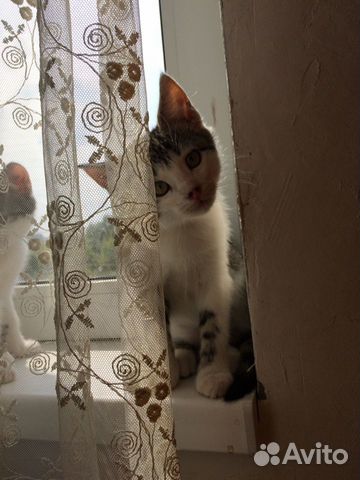 Котёнок в хорошие руки