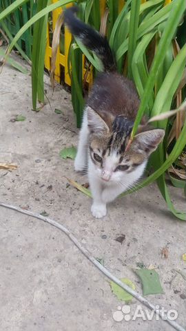 Малышкам очень нужен дом и заботливые хозяева