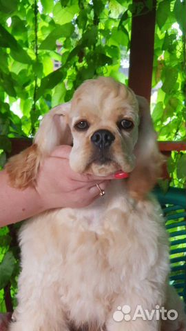 Продается мальчик американского кокера