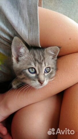 Отдам котят
