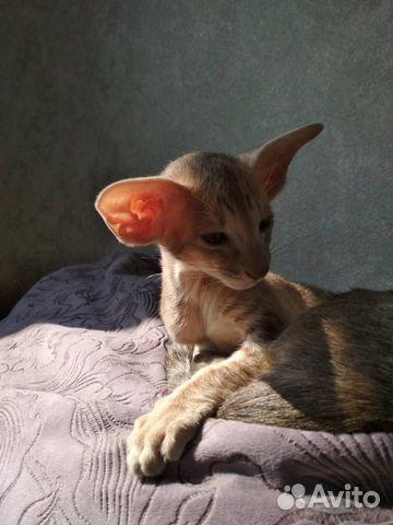 Ориентальный котик невероятного окраса