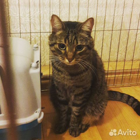 Кузя надеется обрести дом