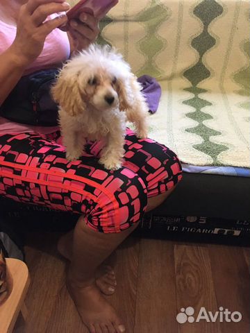 Малепусенькая девочка пудель