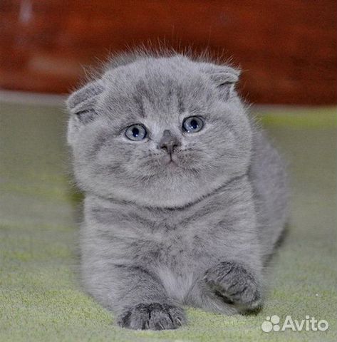 Шикарные вислоухие котята