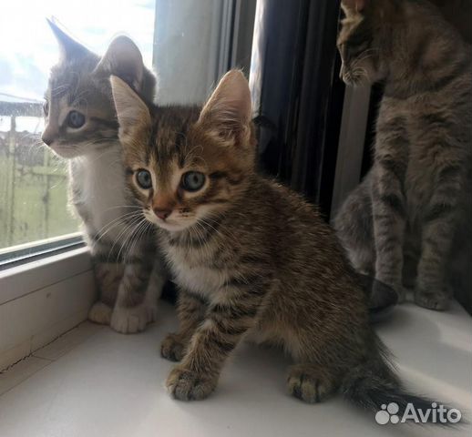 Шикарная девочка котенок ищет родителей
