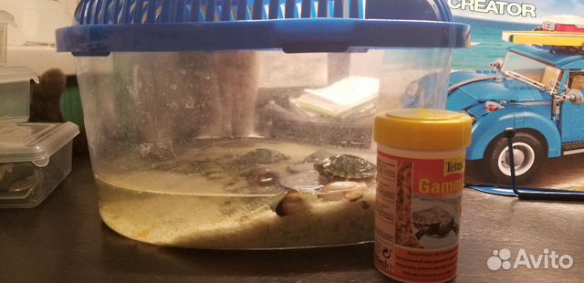 4 черепашки(красноухие)