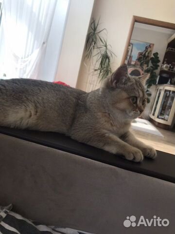 Продам кошечку шиншилла британочка, торг