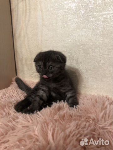 Шотландская вислоухая девочка