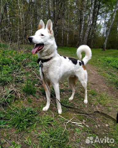 Собака в добрые руки