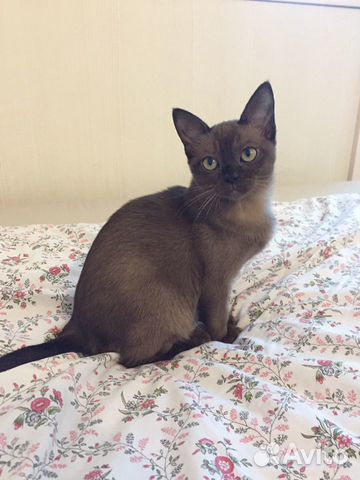 Бурманские котята (девочки)