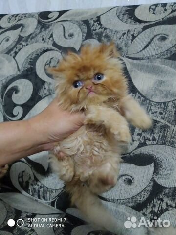 Персидские котята