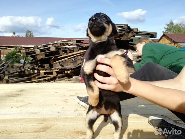 Симпатичные маленькие щеночки