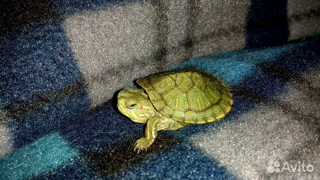 Красноухая маленькая черепашка