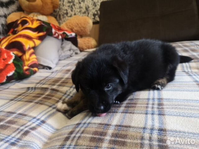 Щенок немецкой овчарки