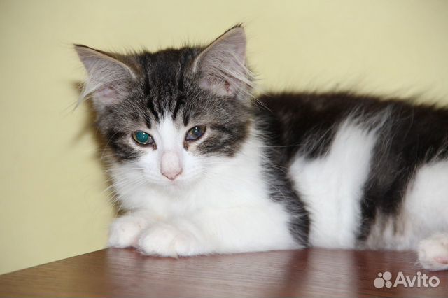 Пушистая малышка ищет дом