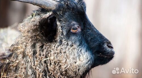 Продам пуховую козу