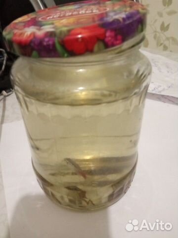 Отдам Сомов анцитрусов, неонов