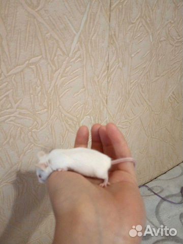 Мыши белые лабораторные