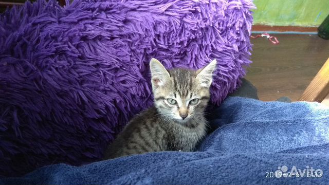 Котёнок в ответственные руки. Проглистогонен. К ло